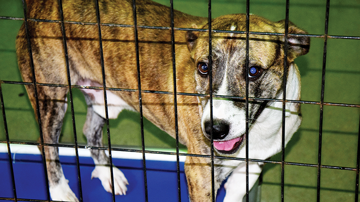 Filmmaker to host BARL celebrity dinner | Daily Leader