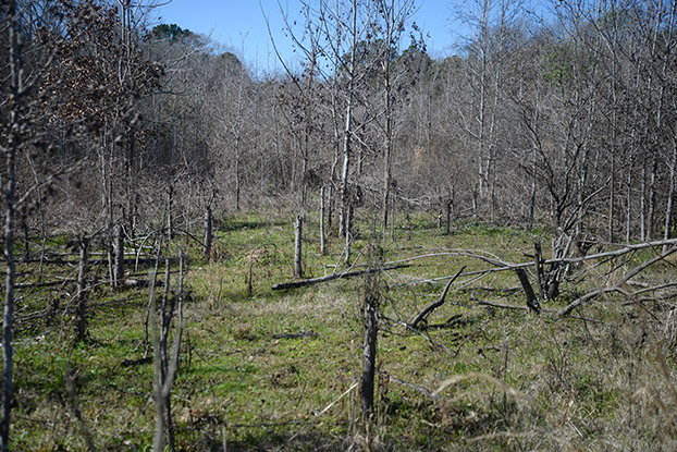 Restoring old field habitat | Daily Leader