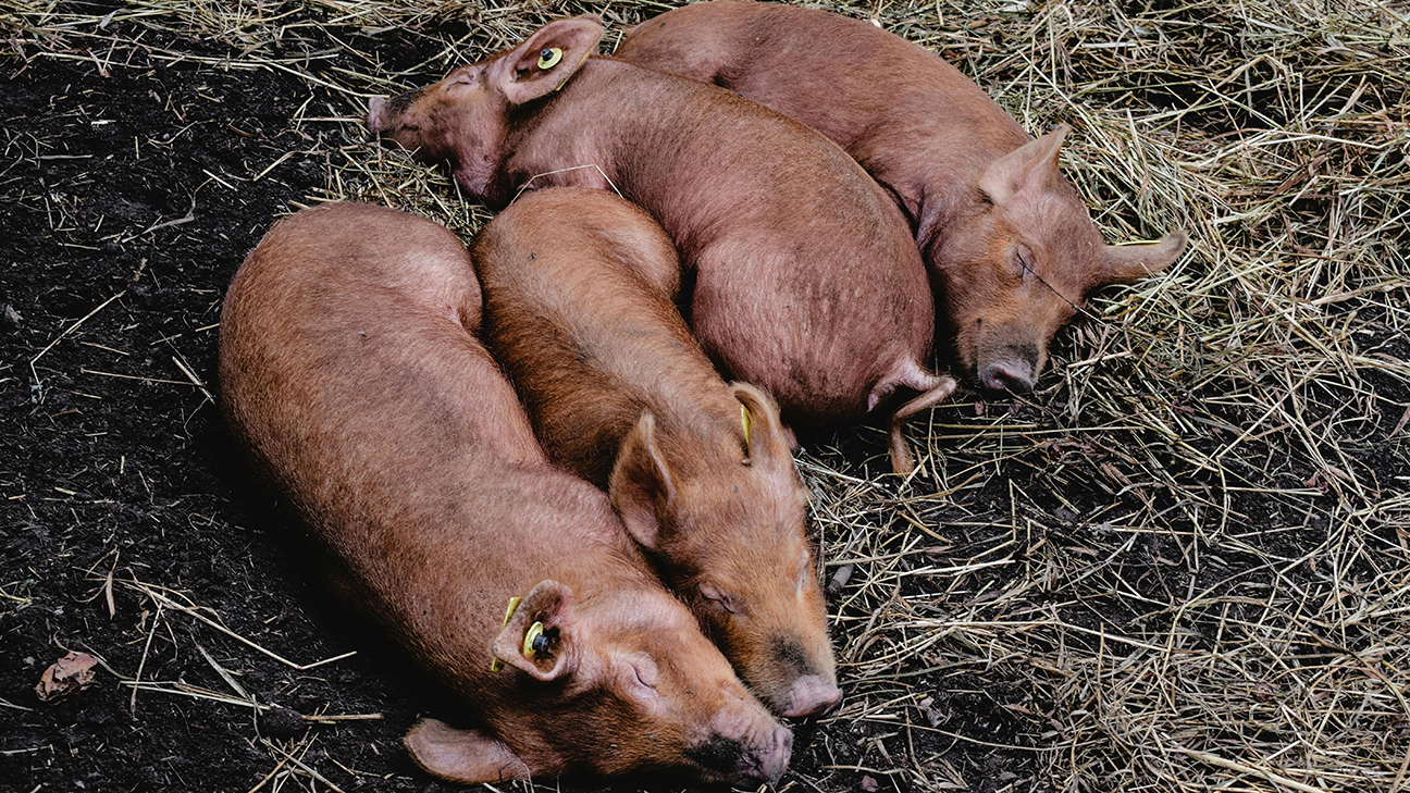 USDA NASS surveying pig, plant producers | Daily Leader