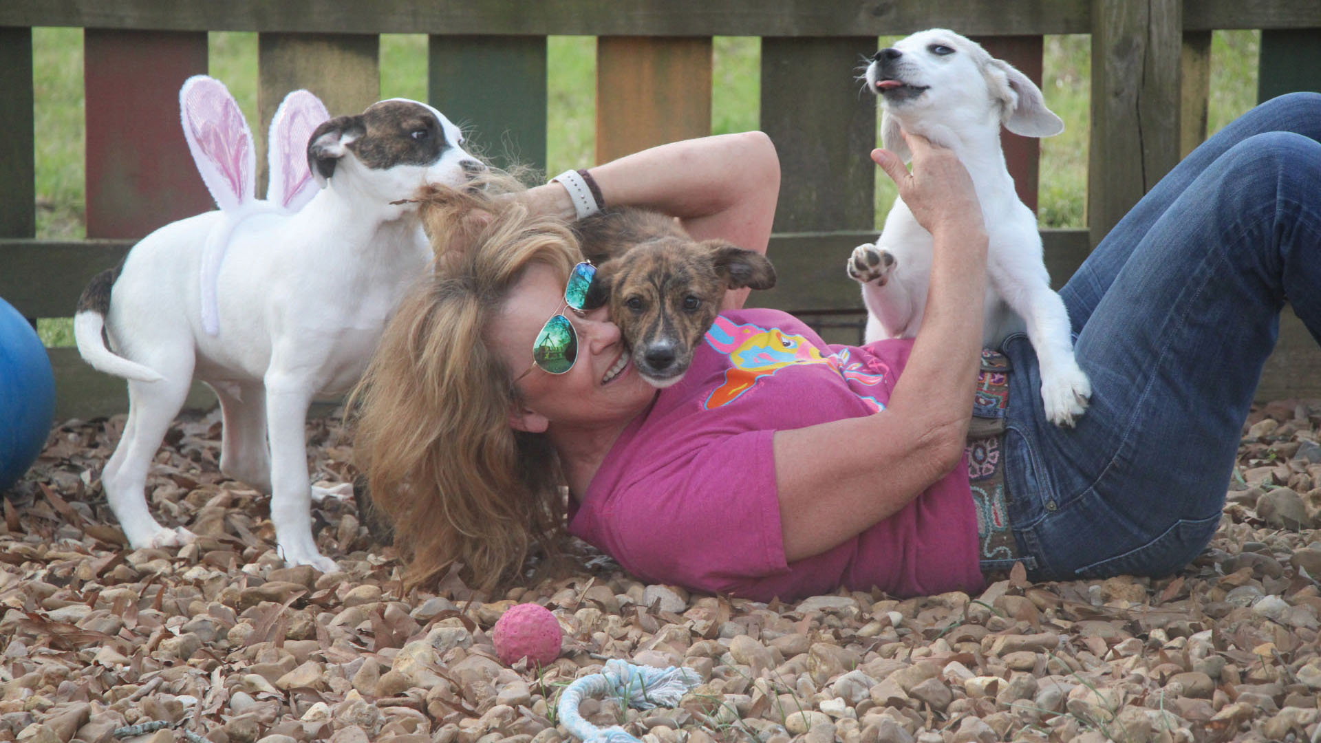 Let BARL help you keep track of your beloved pets | Daily Leader