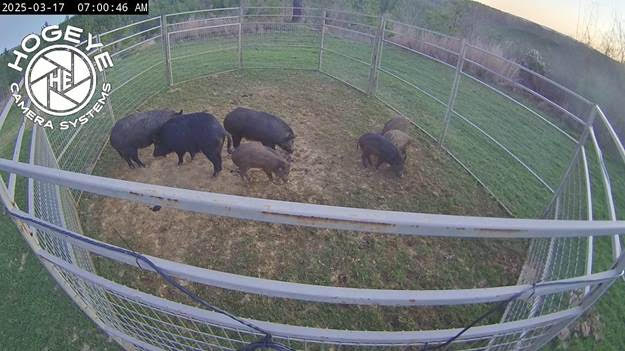 Wild Hog Control Program application period open | Daily Leader