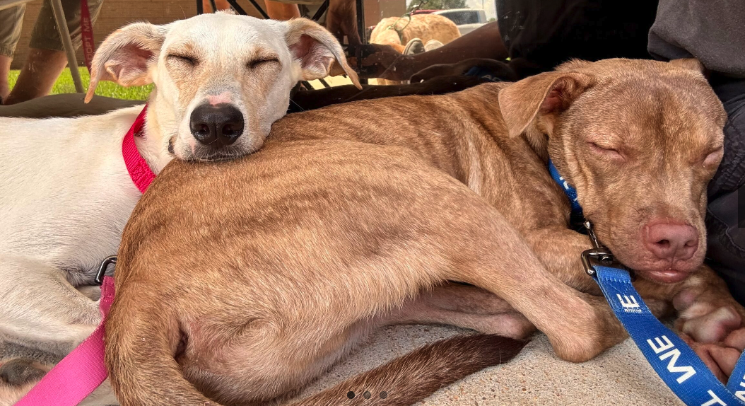 BARL: Empty the Shelters extended through Sunday | Daily Leader